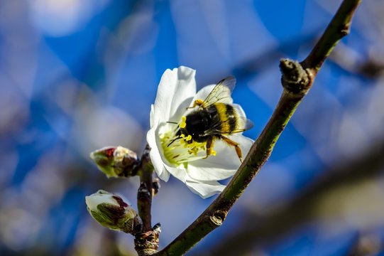 Sirfide-Bilder: Stock-Fotos & -Videos. | Adobe Stock