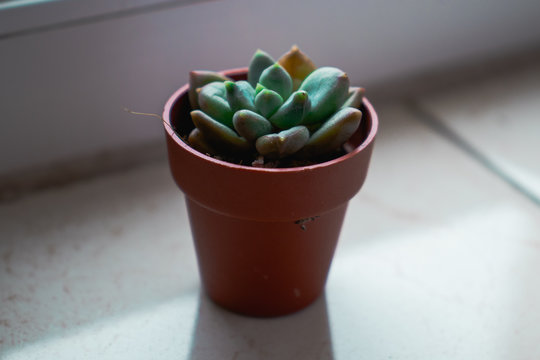 รูปภาพ"Mini Pot" – เลือกดูภาพถ่ายสต็อก เวกเตอร์ และวิดีโอ75 | Adobe Stock