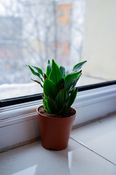 รูปภาพ"Mini Pot" – เลือกดูภาพถ่ายสต็อก เวกเตอร์ และวิดีโอ73 | Adobe Stock