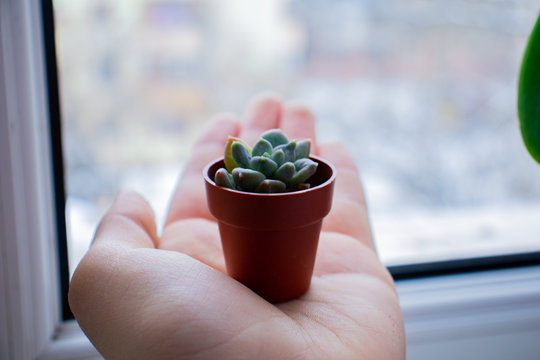 รูปภาพ"Mini Pot" – เลือกดูภาพถ่ายสต็อก เวกเตอร์ และวิดีโอ75 | Adobe Stock