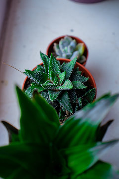 รูปภาพ"Mini Pot" – เลือกดูภาพถ่ายสต็อก เวกเตอร์ และวิดีโอ75 | Adobe Stock