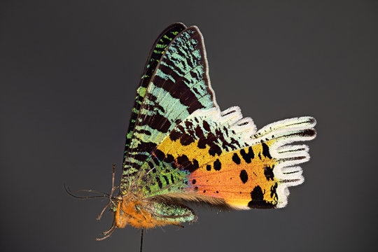 "Focus Stacking" Images – Browse 13,980 Stock Photos, Vectors, and ...