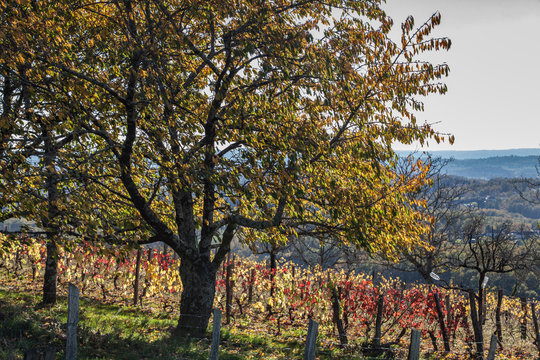 「Gauch」の画像 - 115 件の Stock 写真、ベクターおよびビデオ | Adobe Stock