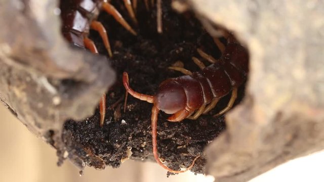 Scolopendromorpha Bilder – Durchsuchen 70 Archivfotos, Vektorgrafiken ...