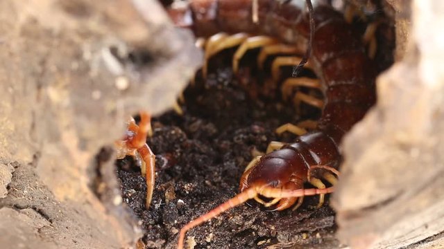 Scolopendromorpha Bilder – Durchsuchen 70 Archivfotos, Vektorgrafiken ...