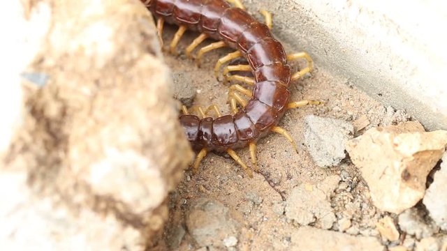Scolopendromorpha Bilder – Durchsuchen 70 Archivfotos, Vektorgrafiken ...