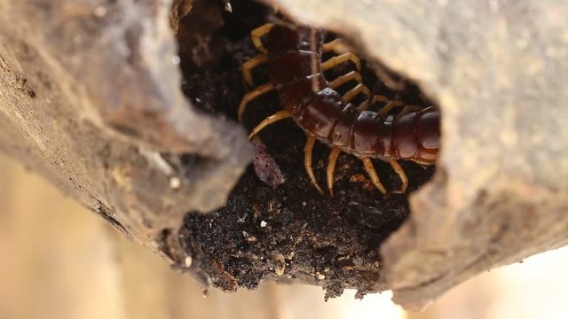 Scolopendromorpha Bilder – Durchsuchen 70 Archivfotos, Vektorgrafiken ...