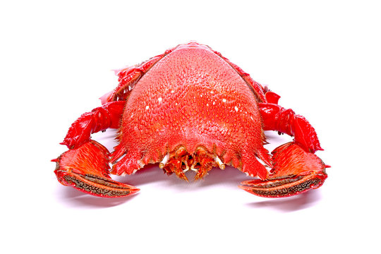 "Kona Crab" Images – Browse 144 Stock Photos, Vectors, and Video ...