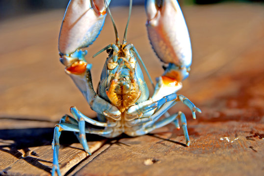 Yabby Images – Browse 2,339,010 Stock Photos, Vectors, and Video ...