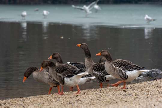 รูปภาพOche – เลือกดูภาพถ่ายสต็อก เวกเตอร์ และวิดีโอ1,029 | Adobe Stock