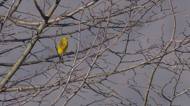 Zigolo Images – Browse 63 Stock Photos, Vectors, and Video | Adobe Stock