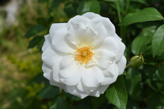 รูปภาพFlor – เลือกดูภาพถ่ายสต็อก เวกเตอร์ และวิดีโอ283,857 | Adobe Stock