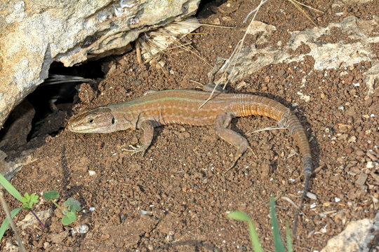 รูปภาพSauri – เลือกดูภาพถ่ายสต็อก เวกเตอร์ และวิดีโอ749 | Adobe Stock