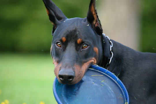 Dober bilder – Bläddra bland 648 stockfoton, vektorer och videor ...