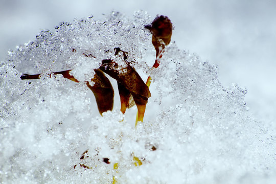 รูปภาพAcrospire – เลือกดูภาพถ่ายสต็อก เวกเตอร์ และวิดีโอ94 | Adobe Stock