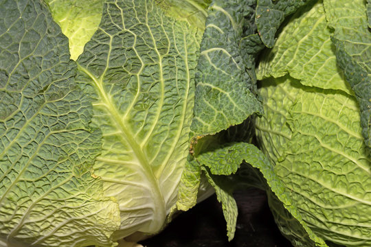 รูปภาพKopfkohl – เลือกดูภาพถ่ายสต็อก เวกเตอร์ และวิดีโอ198 | Adobe Stock