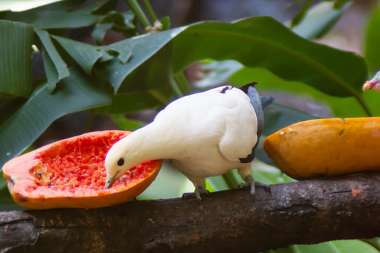 「Lumpo」の写真素材 | 31件の無料イラスト画像 | Adobe Stock