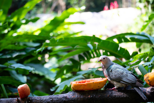 「Lumpo」の写真素材 | 31件の無料イラスト画像 | Adobe Stock
