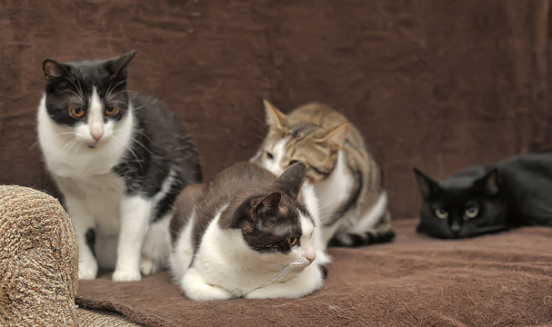 "Four Cats" Images – Browse 60 Stock Photos, Vectors, and Video | Adobe ...
