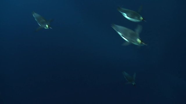 "Emperor Penguin" 이미지 – 찾아보기 11,209 스톡 사진, 벡터 및 비디오 | Adobe Stock