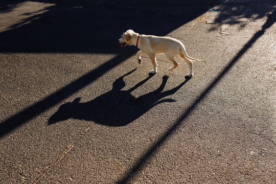 Why Do Dogs Chase Their Shadow