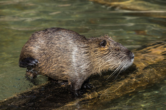 「Castorimorpha」の写真素材 | 79件の無料イラスト画像 | Adobe Stock