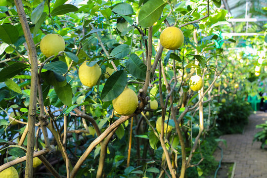 Limonare Bilder – Durchsuchen 42 Archivfotos, Vektorgrafiken und Videos ...