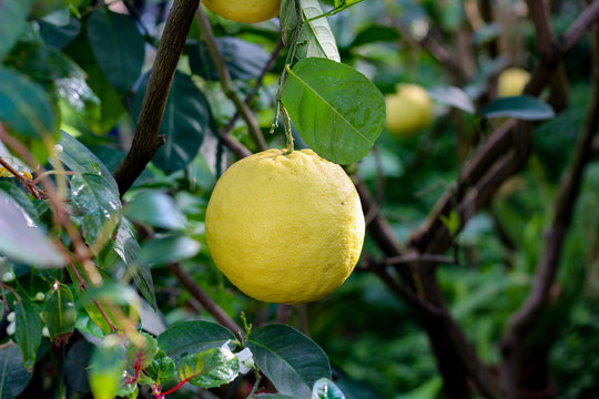 Limonare-Bilder: Stock-Fotos & -Videos. | Adobe Stock