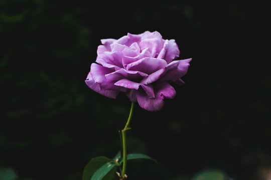 Single Purple Rose Images – Browse 18,254 Stock Photos, Vectors, and ...