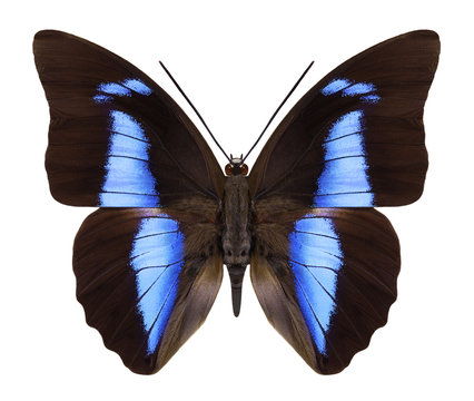 Prepona Images – Browse 61 Stock Photos, Vectors, and Video | Adobe Stock