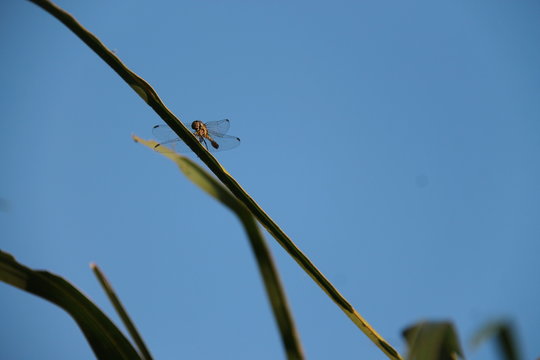 รูปภาพAguacil – เลือกดูภาพถ่ายสต็อก เวกเตอร์ และวิดีโอ11 | Adobe Stock