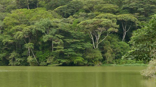 Jungle-Scape Images – Browse 3 Stock Photos, Vectors, and Video | Adobe ...