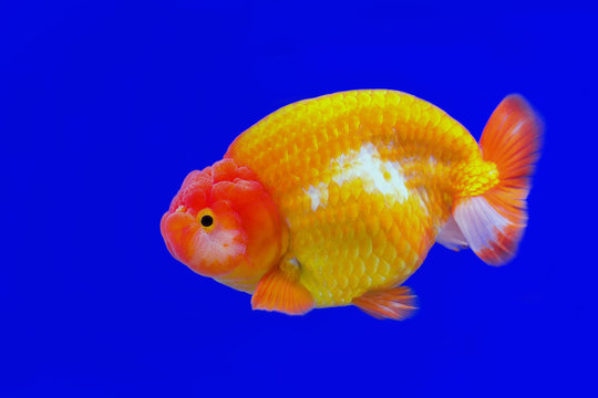 Ranchu Images – Browse 998 Stock Photos, Vectors, and Video | Adobe Stock
