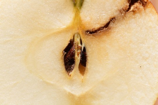 รูปภาพCydia – เลือกดูภาพถ่ายสต็อก เวกเตอร์ และวิดีโอ1,121 | Adobe Stock