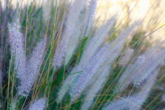รูปภาพMatojo – เลือกดูภาพถ่ายสต็อก เวกเตอร์ และวิดีโอ159 | Adobe Stock