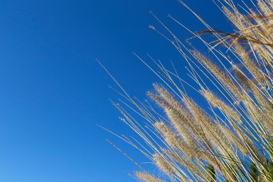 รูปภาพMatojo – เลือกดูภาพถ่ายสต็อก เวกเตอร์ และวิดีโอ163 | Adobe Stock