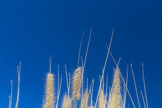 รูปภาพMatojo – เลือกดูภาพถ่ายสต็อก เวกเตอร์ และวิดีโอ159 | Adobe Stock