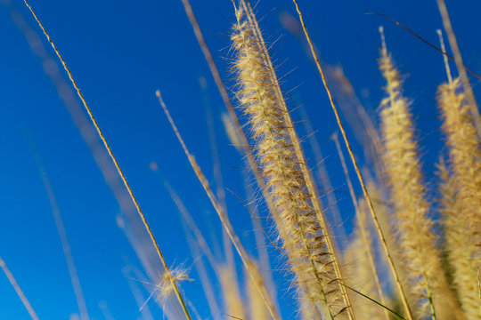 รูปภาพMatojo – เลือกดูภาพถ่ายสต็อก เวกเตอร์ และวิดีโอ159 | Adobe Stock