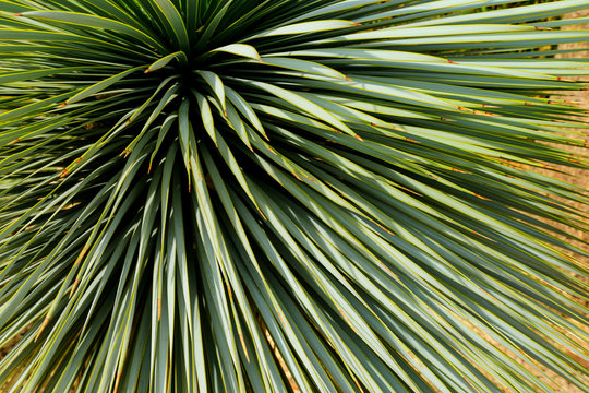 Matojo-Bilder: Stock-Fotos & -Videos. | Adobe Stock