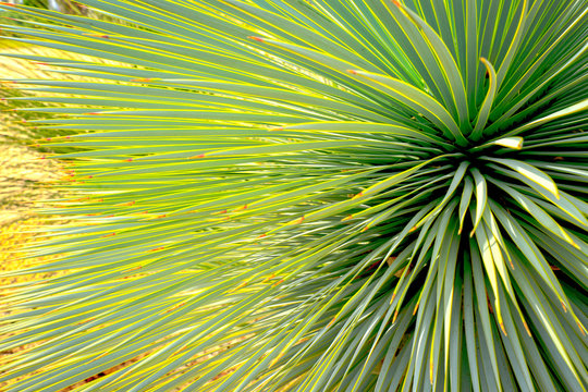 Imágenes de Matojo: descubre bancos de fotos, ilustraciones, vectores y ...