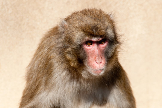 76 BESTE Rotarschpavian BILDER, STOCK-FOTOS & -VEKTORGRAFIKEN | Adobe Stock