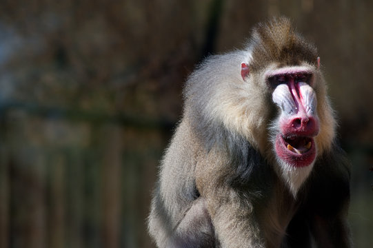 76 BESTE Rotarschpavian BILDER, STOCK-FOTOS & -VEKTORGRAFIKEN | Adobe Stock