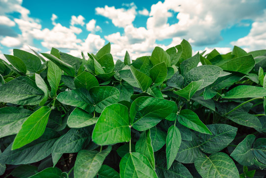 รูปภาพMonocropping – เลือกดูภาพถ่ายสต็อก เวกเตอร์ และวิดีโอ388 | Adobe ...