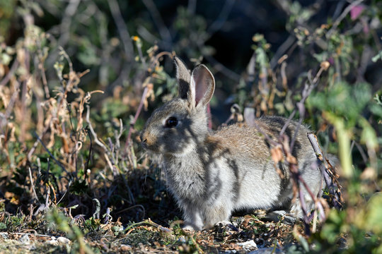 Konijn Images – Browse 54 Stock Photos, Vectors, and Video | Adobe Stock