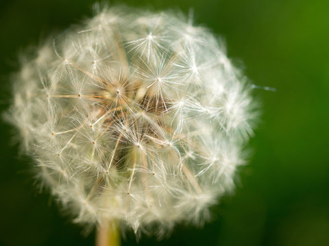 Dandalion Images – Browse 208 Stock Photos, Vectors, and Video | Adobe ...