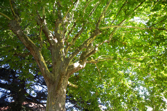 Matojo Bilder – Durchsuchen 163 Archivfotos, Vektorgrafiken und Videos ...