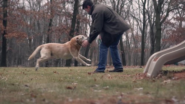 "Dog Playing Outside" Images – Browse 297 Stock Photos, Vectors, and ...