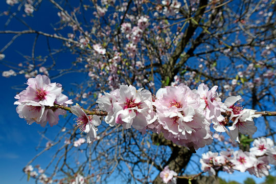 Amandelboom Images – Browse 14 Stock Photos, Vectors, and Video | Adobe ...