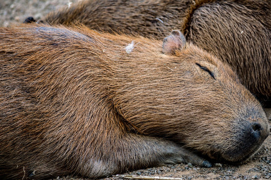 รูปภาพCapivara – เลือกดูภาพถ่ายสต็อก เวกเตอร์ และวิดีโอ13,255 | Adobe Stock