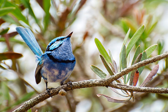 Blue Wren Bilder – Durchsuchen 2,106 Archivfotos, Vektorgrafiken und ...